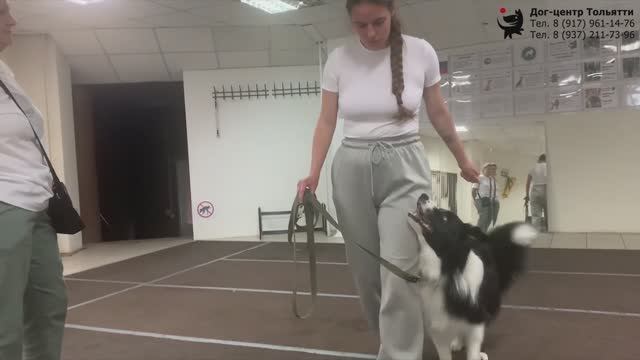 Бордер колли Сай. Фрагмент индивидуального занятия по дрессировке. Тольятти, 11 июня 2025.
