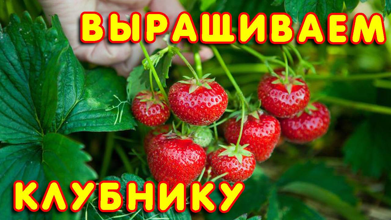 Выращивание клубники земляники. Клубника на новом месте. Результат!