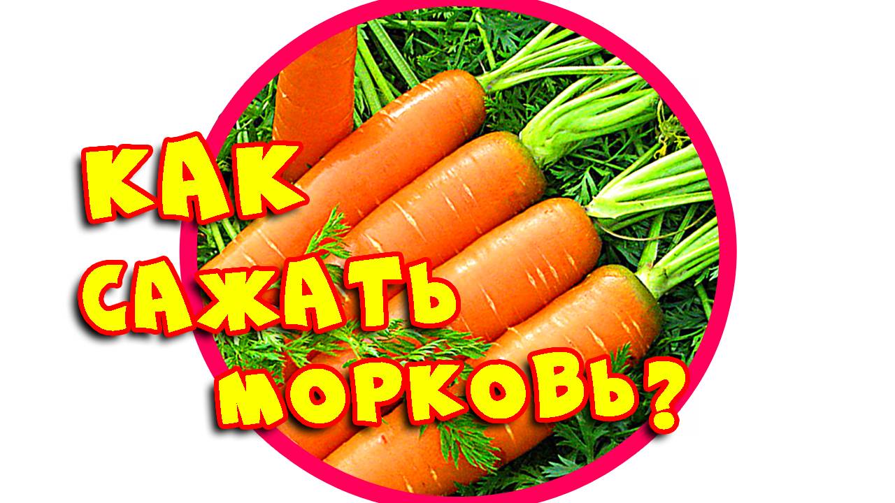 Как сажать морковь?
