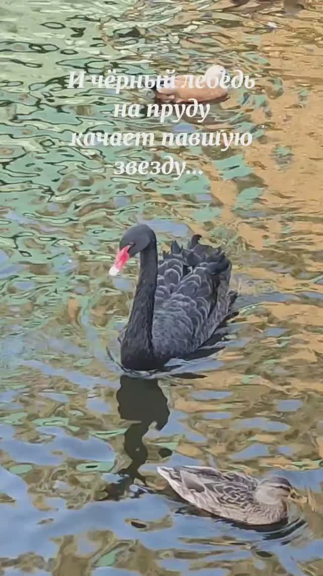 Черный лебедь на пруду