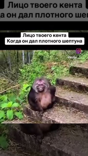 Макака улыбака