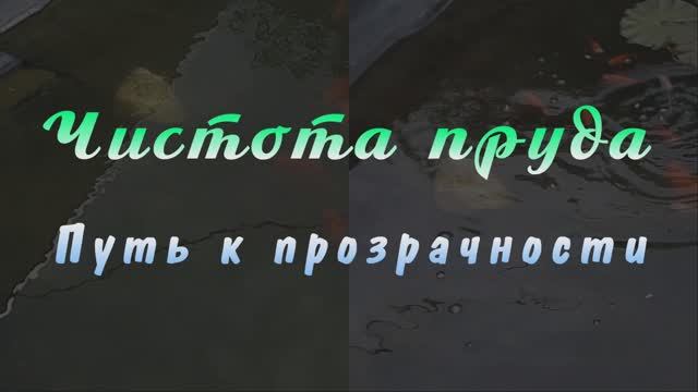 Чистота пруда. Путь к прозрачности