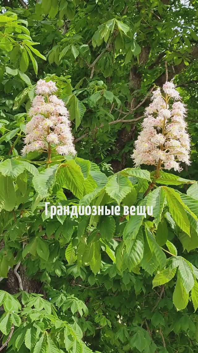 Цветут каштаны