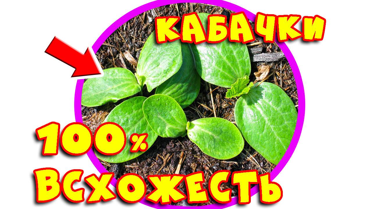 СЕМЕНА КАБАЧКОВ. СЕМЕТРА Агрофирма Поиск. Обзор