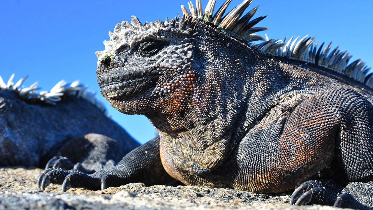 Жизнь вынудила это животное стать настоящим Живым Годзиллой - МОРСКАЯ ИГУАНА!
