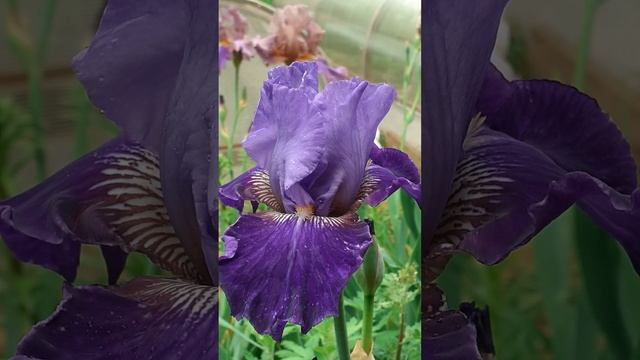 ирис сеянец №153 (Vlasova' 2025)