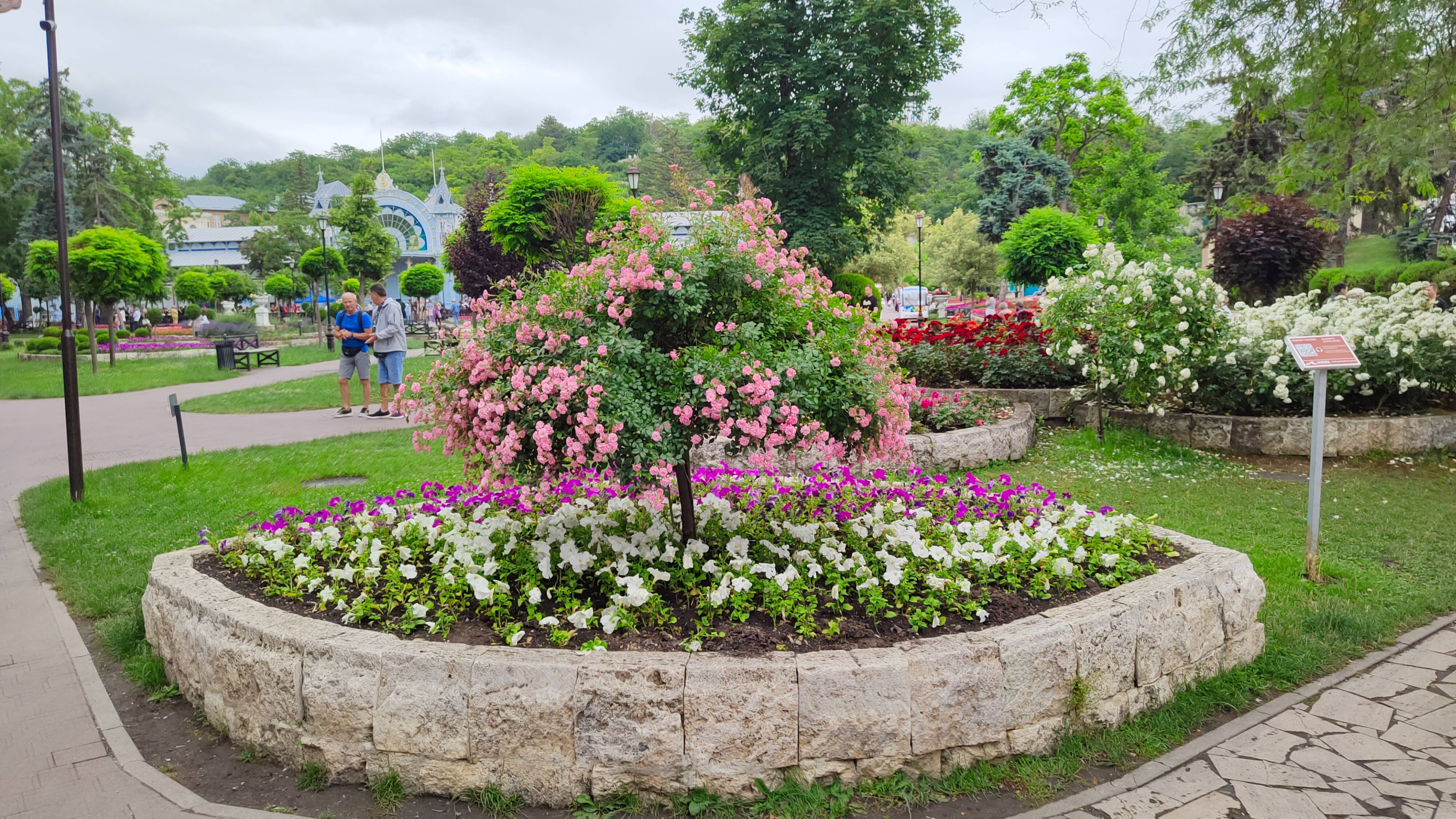 Парк Цветник в г. Пятигорске 14.06.2025 г. #дизайн сада #розы #лаванда