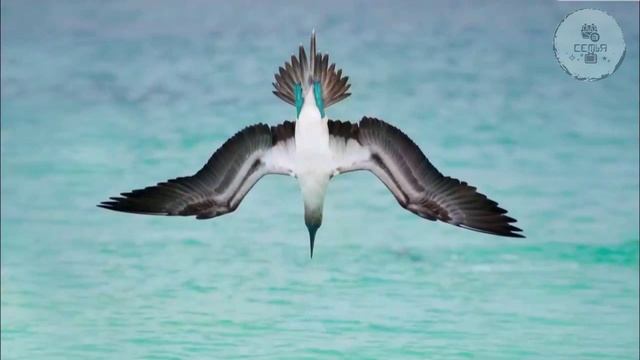 УРОКИ БИОЛОГИИ НА ТЕМУ МИР ПТИЦ ДЛЯ УЧЕНИКОВ И УЧИТЕЛЕЙ