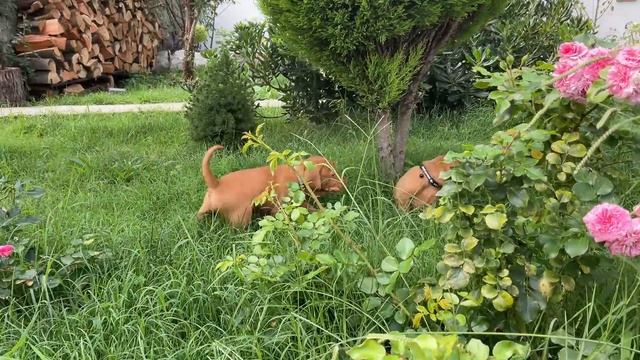 Щенки Венгерской Выжлы