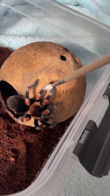 Паук-птицеед, брахипельма хамори самец л9 после линьки очень яркий #spider #tarantula