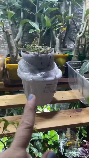 Лук из семян в улитках