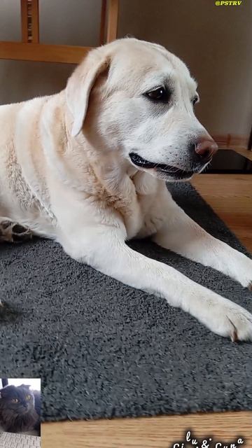 Луна, Лилу, дождь