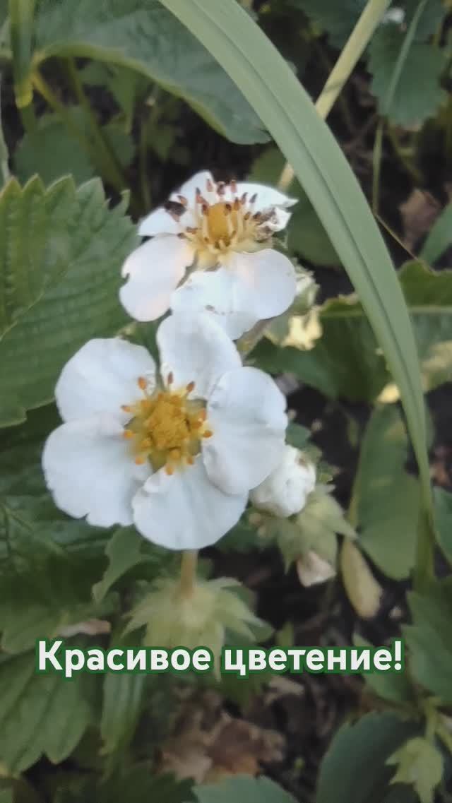 Красивое цветение. Цветы в начале лета!