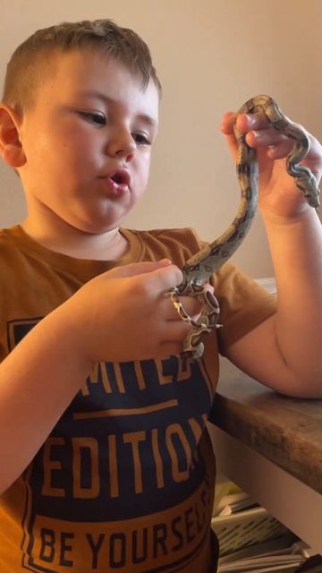 Эксперт рассказывает о том, чем хорош императорский удав. #boaconstrictor #imperator #snake