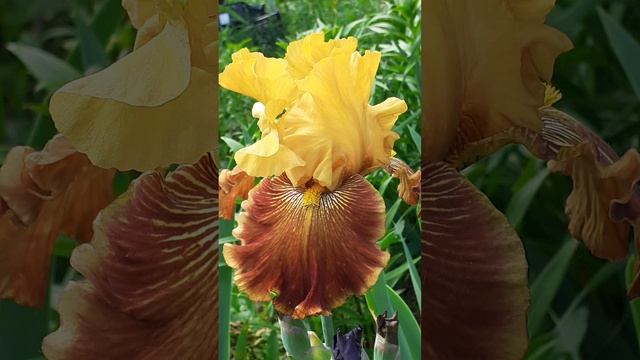 ирис ПЕЛЕЖМА (Vlasova' 2025)