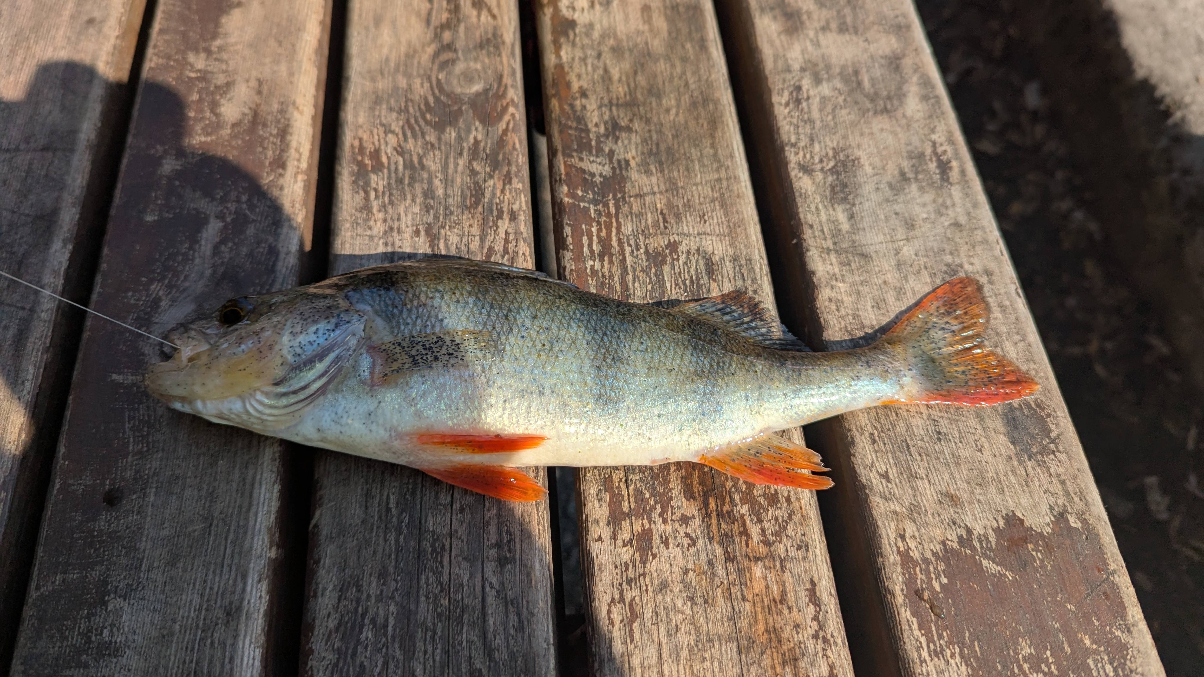 Рыбалка на Химкинском вдхр. 16.06.2025.