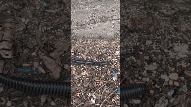 че за многоножка?🤔 почему их так много ?🫣 докопался до паучка 🤣