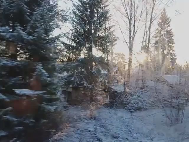 Декабрьское утро, солнце и снег, Ленинградская область