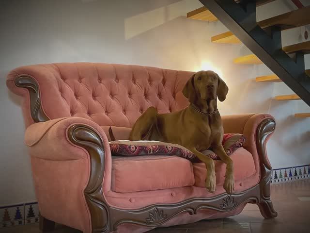 Венгерская Выжла