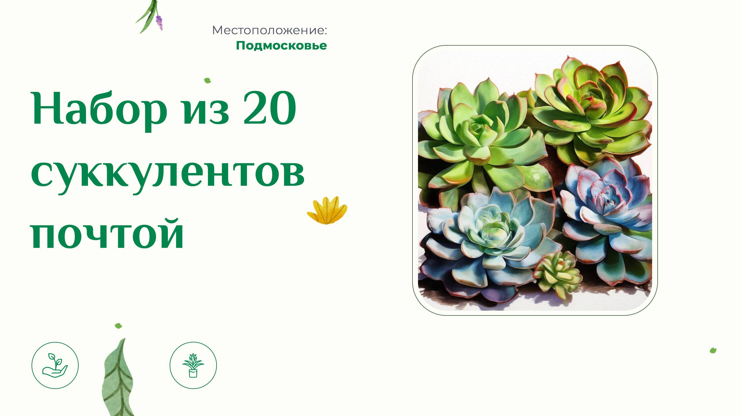 Распродажа излишков коллекции суккулентов, март 2024. 20 растений всего за 1400р