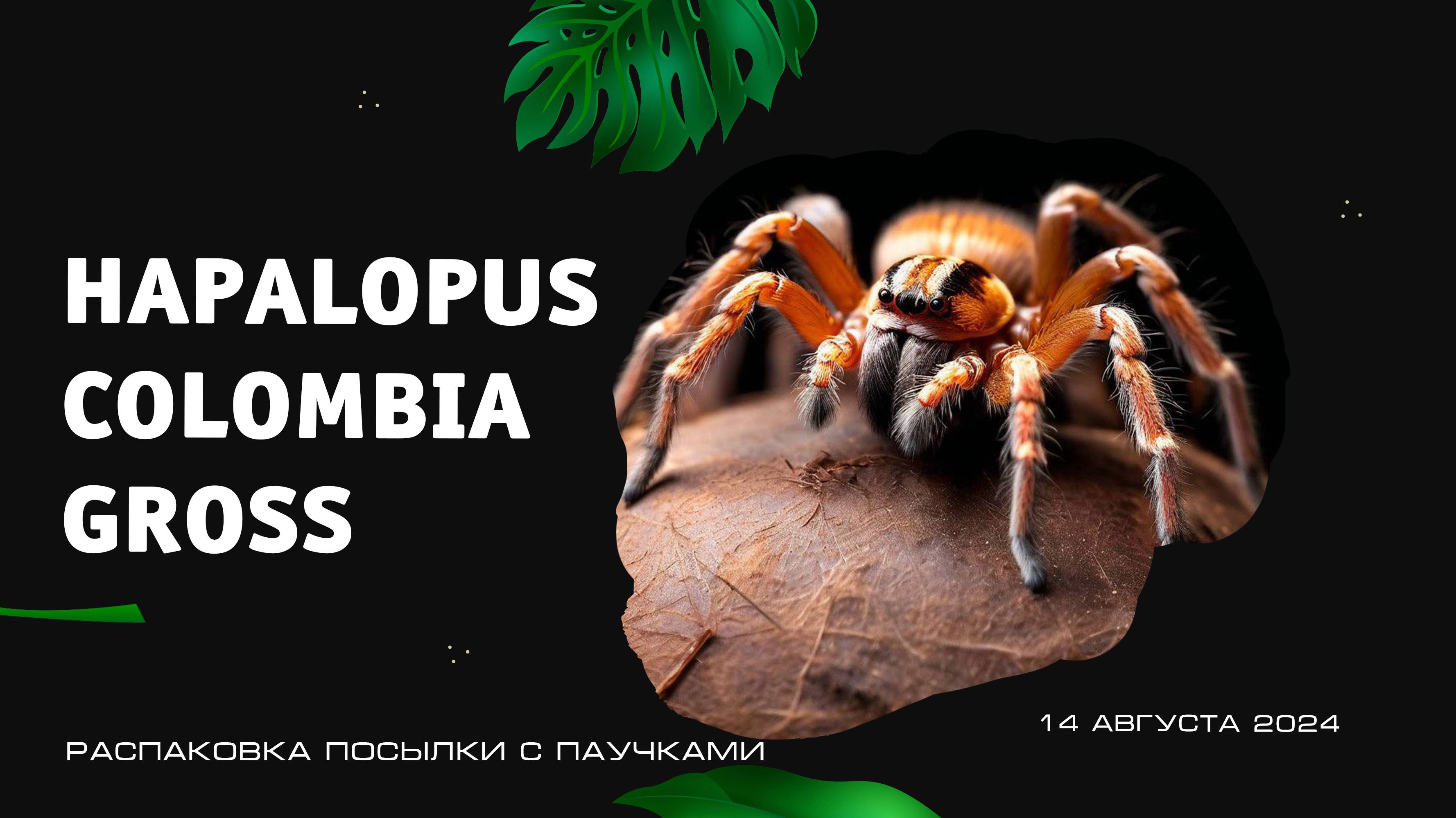 Hapalopus sp colombia gross. Распаковка паучков л1, которых я выиграла в угадайку.