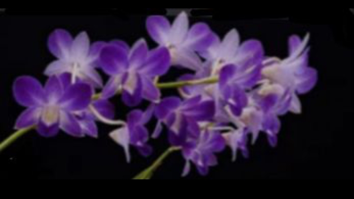 П2. Ч-9. Потеря при реанимации дендробиумов спустя 76 дней после получения. Печалька(.