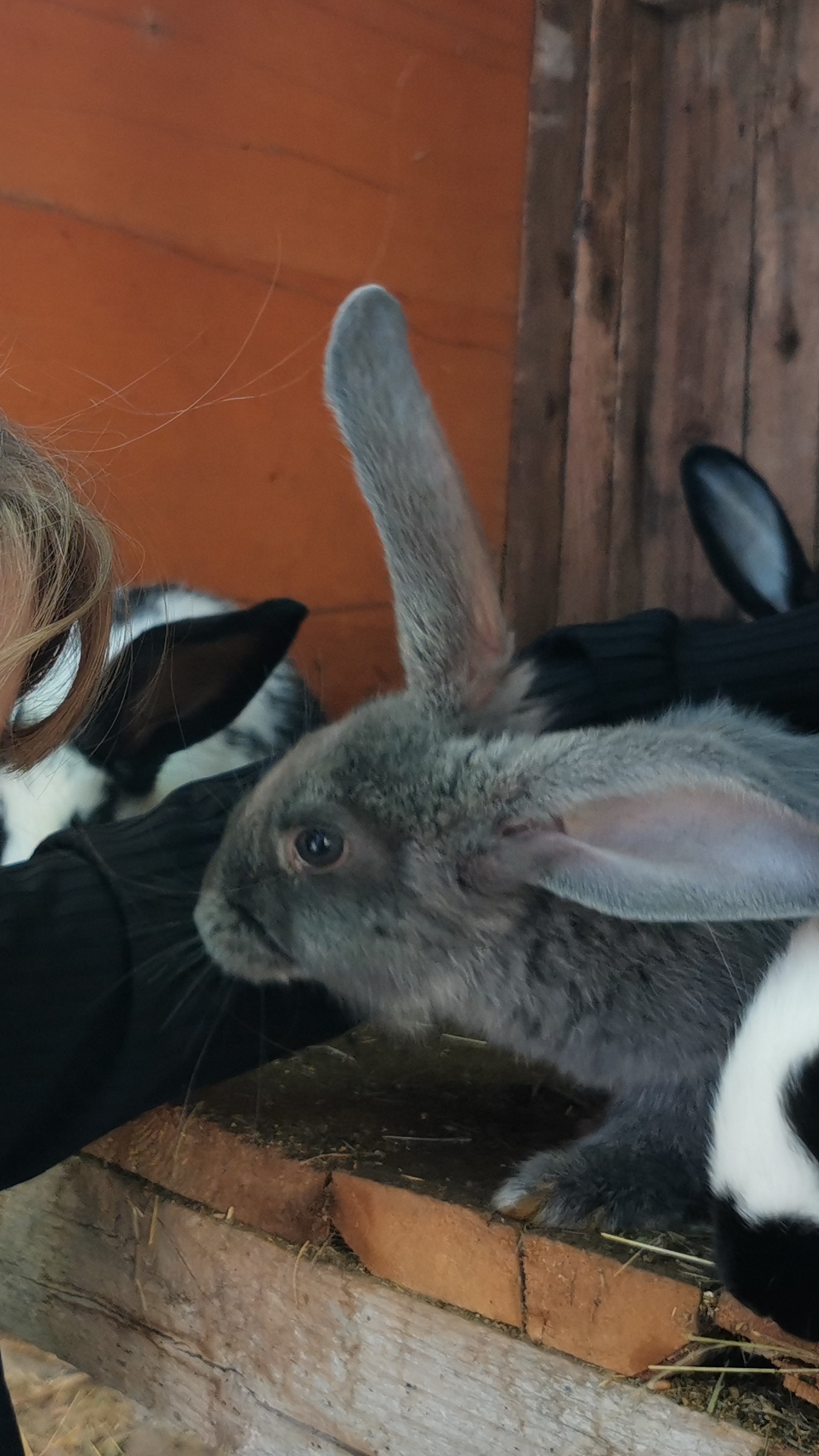 Кролик Мишка.