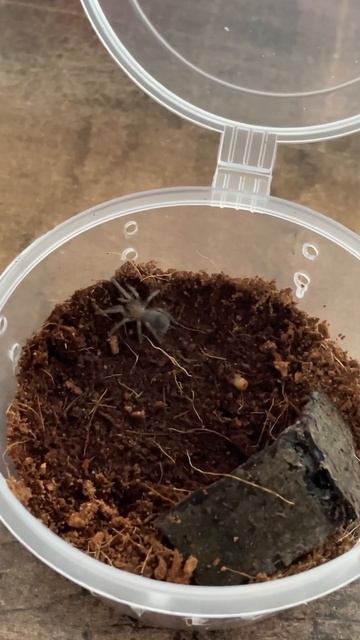 Парахибана - маленький бульдозер. Пауки птицееды маленькие