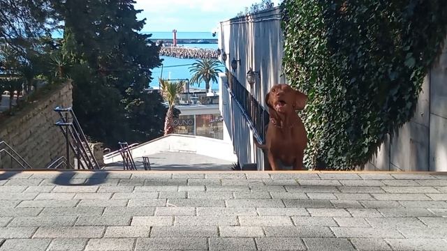 Венгерская Выжла Сочи (Карты, деньги, два ствола...)