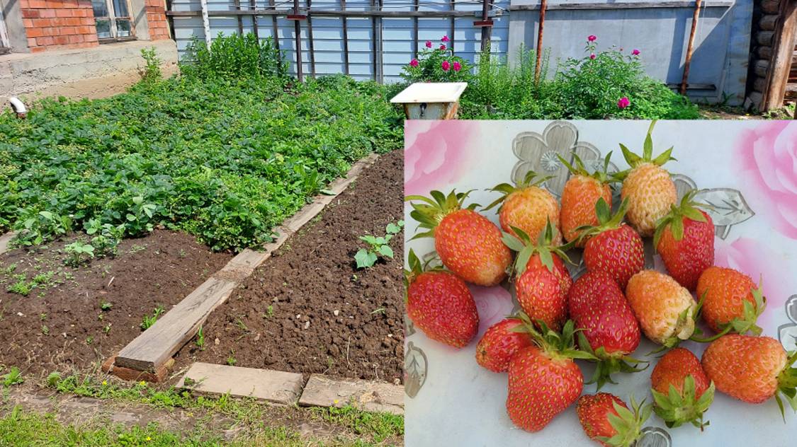 Сад-огород. Дела кухонные и ответы на комментарии. 16.06.25