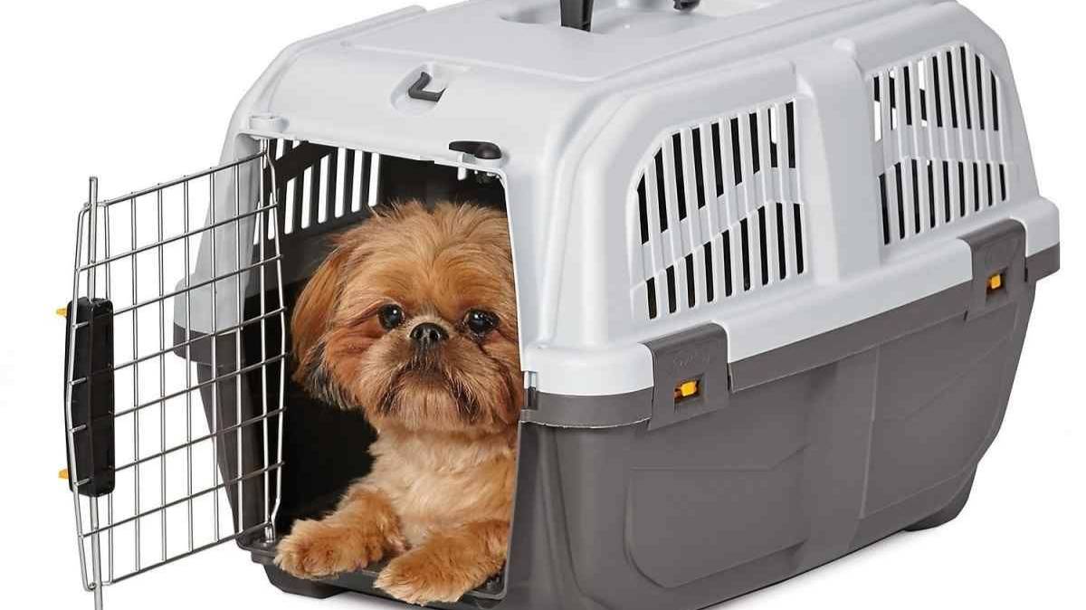 Обзор переносок для животных. Переноска для собаки и переноска для кошки.