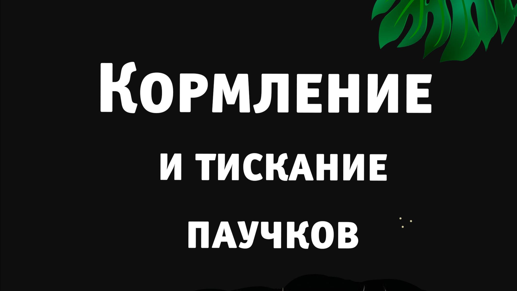 Кормление пауков-птицеедов. Показываю, как выросли мои питомцы.