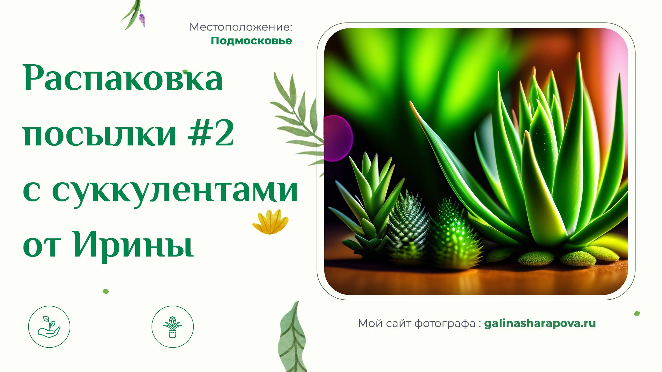Распаковка посылки #2 с суккулентами от Ирины