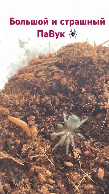 Паук боится еды #паукптицеед