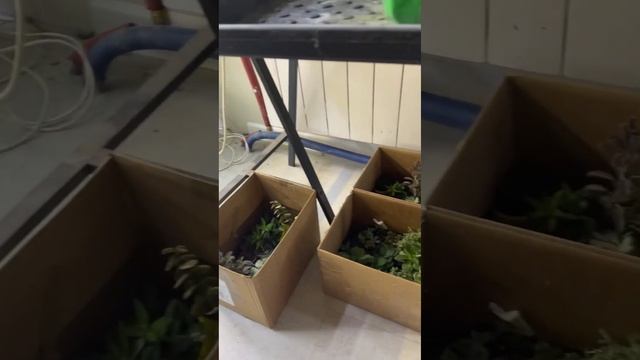 Глобальная перестановка растений на время ремонта. Мои полочки теперь смотрятся так