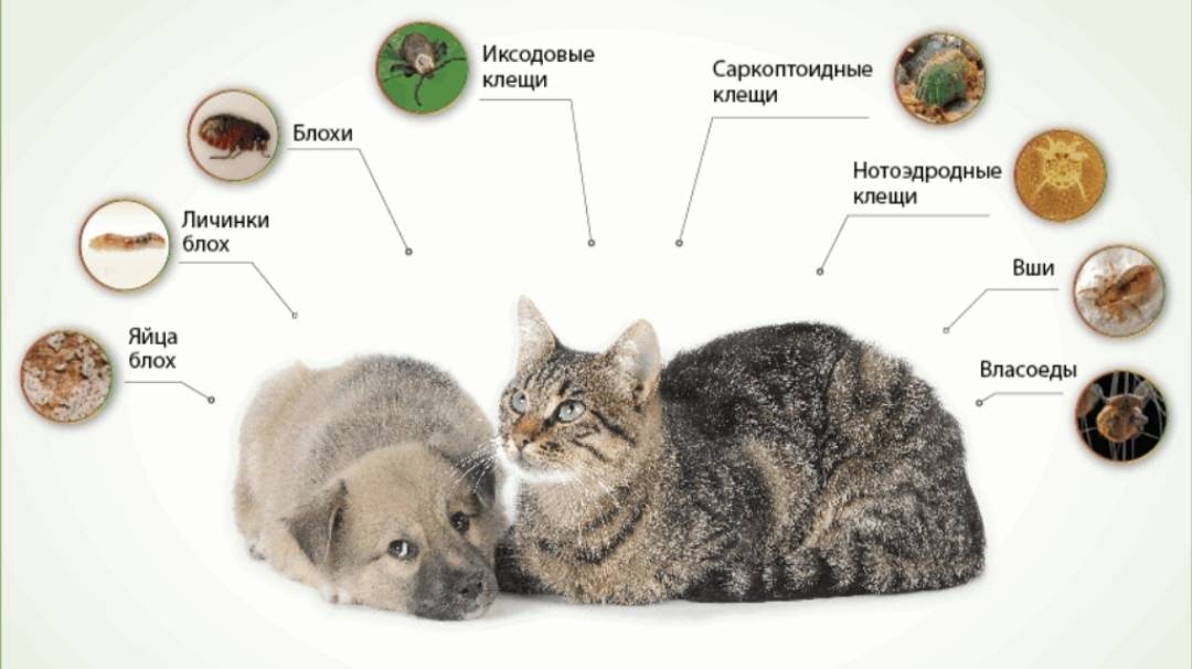 Обзор антипаразитарные препараты. Таблетки, капли, ошейники от клещей.