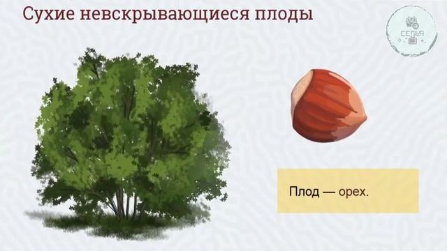 УРОКИ БИОЛОГИИ НА ТЕМУ  ПЛОДЫ И СЕМЕНА ДЛЯ УЧЕНИКОВ И УЧИТЕЛЕЙ