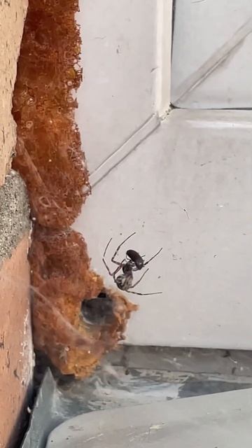 Паук крестовик нападает на жука в своей паутине