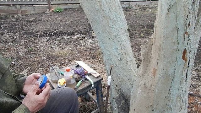 Удачная перепрививка вторым разом  в апреле