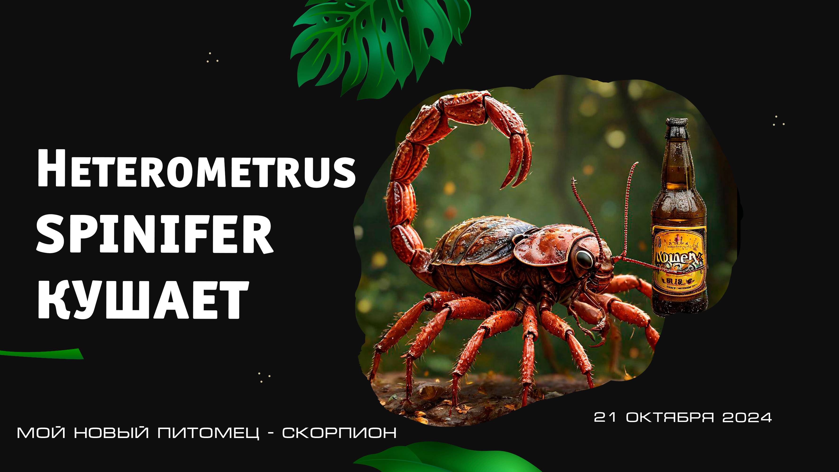 Гетерометрус спинифер скорпион л1 кушает тараканчика. Мой новый питомец