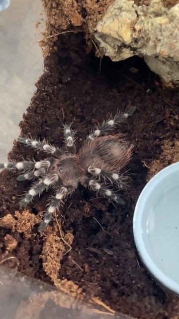 Кормим геникуляту #spider