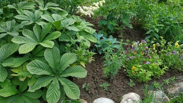 Роджерсия каштанолистная - у этого чудесного растения больше плюсов, чем минусов