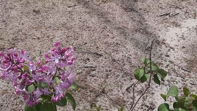 ЗАЦВЕЛА СИРЕНЬ!(июнь 15)