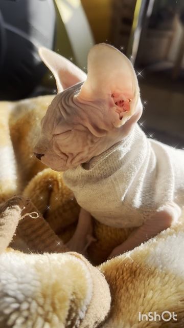 Илон. Сфинкс