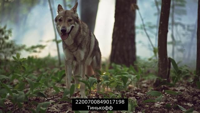 Очередные перлы от МБА и других