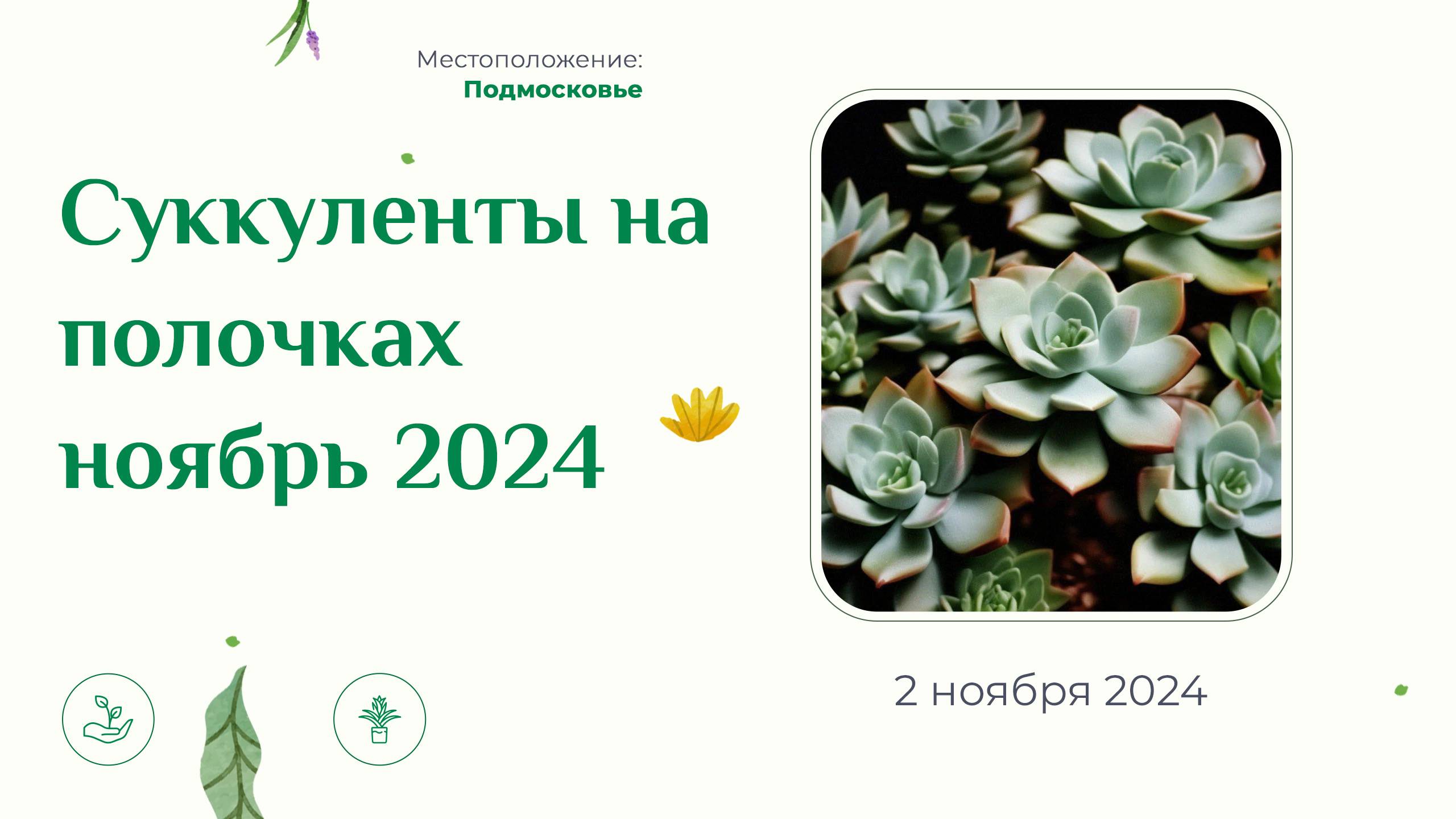 Мои суккулентные полочки, ноябрь 2024.