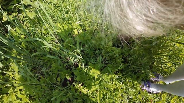 12.06.25 Приехала на старую дачу