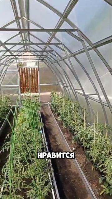 Теплица Дачная-Стрелка. г. Стерлитамак