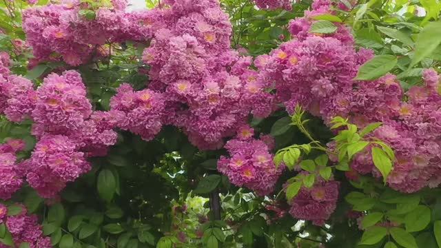 Цветочная симфония..