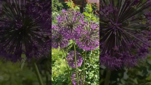 Цветение в летнем саду. #цветоводство #цветы #garden #flowers